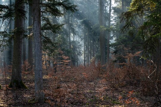"Las Iglasty"-Bilder: Stock-Fotos & -Videos. | Adobe Stock