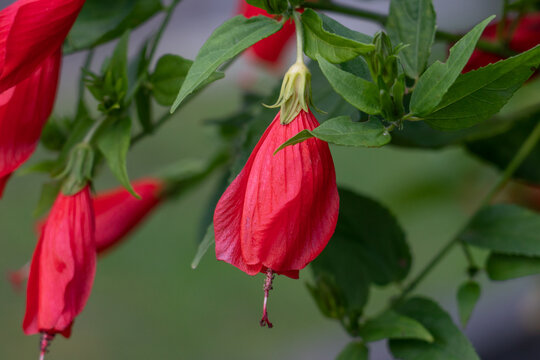 "Wax Mallow" Images – Browse 492 Stock Photos, Vectors, and Video ...