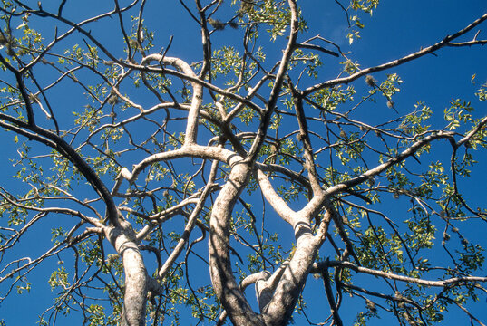 รูปภาพSantal – เลือกดูภาพถ่ายสต็อก เวกเตอร์ และวิดีโอ512 | Adobe Stock