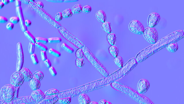 Arthroconidia Images – Browse 37 Stock Photos, Vectors, and Video ...