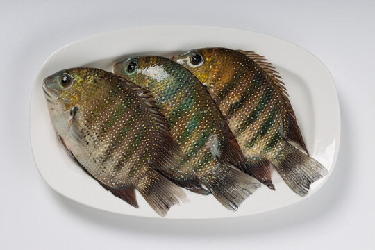 "Spot Fish" Images – Browse 558 Stock Photos, Vectors, and Video ...