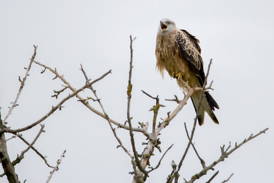 รูปภาพRuft – เลือกดูภาพถ่ายสต็อก เวกเตอร์ และวิดีโอ795 | Adobe Stock