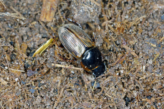 รูปภาพDungbeetle – เลือกดูภาพถ่ายสต็อก เวกเตอร์ และวิดีโอ128 | Adobe Stock