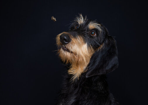 Bernhard photos, images, assets | Adobe Stock