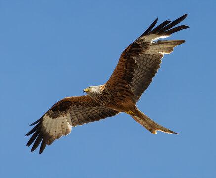 Flugdrachen Bilder – Durchsuchen 99,315 Archivfotos, Vektorgrafiken und ...