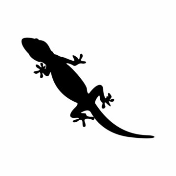 Lizard Silhouette