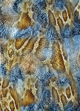 รูปภาพSnake-Skin – เลือกดูภาพถ่ายสต็อก เวกเตอร์ และวิดีโอ34,446 | Adobe ...