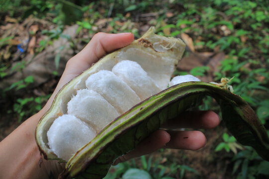 รูปภาพGuaba – เลือกดูภาพถ่ายสต็อก เวกเตอร์ และวิดีโอ1,430 | Adobe Stock