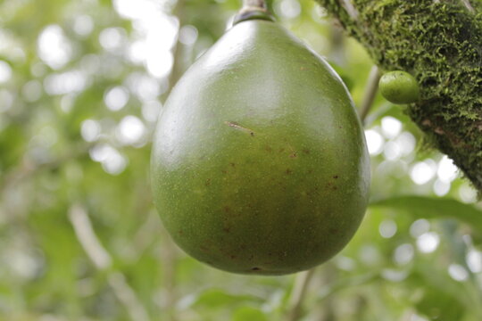 Jícaro Images – Browse 87 Stock Photos, Vectors, and Video | Adobe Stock