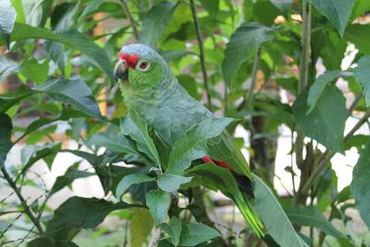 「Copete」の写真素材 | 94件の無料イラスト画像 | Adobe Stock
