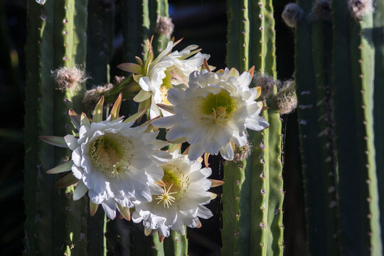 Bridgesii Images – Browse 111 Stock Photos, Vectors, and Video | Adobe ...