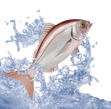 Imágenes de Pageot: descubre bancos de fotos, ilustraciones, vectores y ...