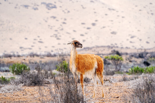 Huanaco Images – Browse 13,055 Stock Photos, Vectors, and Video | Adobe ...