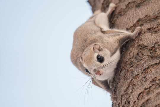 รูปภาพPteromyini – เลือกดูภาพถ่ายสต็อก เวกเตอร์ และวิดีโอ4,128 | Adobe ...