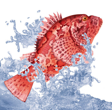 Rascasse Images – Browse 637 Stock Photos, Vectors, and Video | Adobe Stock