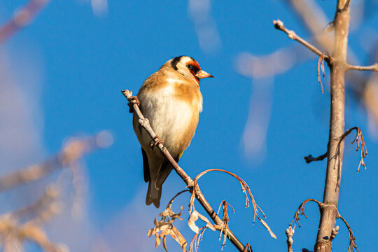 Goldbarsch Bilder – Durchsuchen 17,181 Archivfotos, Vektorgrafiken und ...