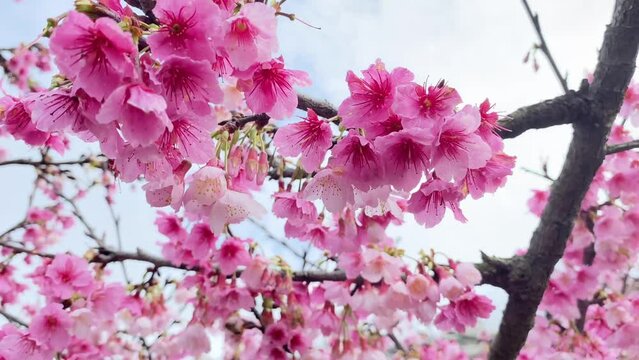 Kanzakura Images – Browse 695 Stock Photos, Vectors, and Video | Adobe ...