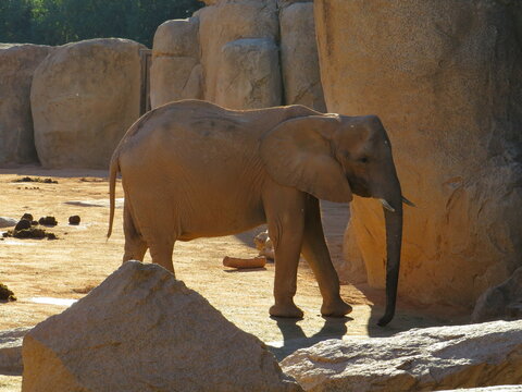 「Pachiderma」の写真素材 | 819件の無料イラスト画像 | Adobe Stock