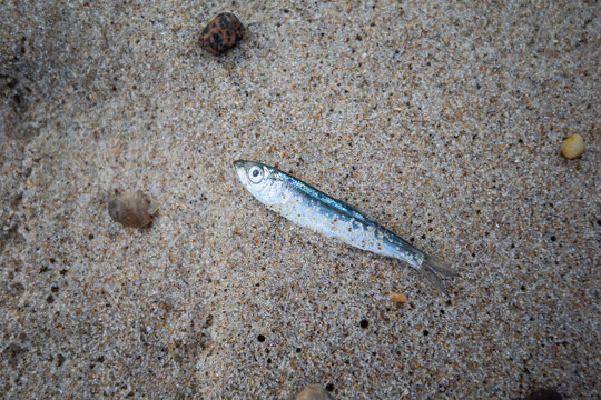 「Sprotte」の画像 - 288 件の Stock 写真、ベクターおよびビデオ | Adobe Stock