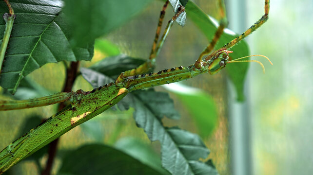 รูปภาพPhasmatodea – เลือกดูภาพถ่ายสต็อก เวกเตอร์ และวิดีโอ43,737 ...