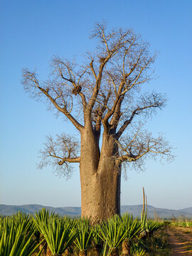 Tabaldi Images – Browse 31 Stock Photos, Vectors, and Video | Adobe Stock