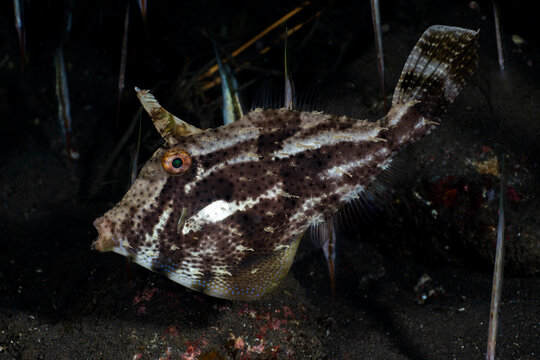 「Pusillus」の画像 - 3,218 件の Stock 写真、ベクターおよびビデオ | Adobe Stock