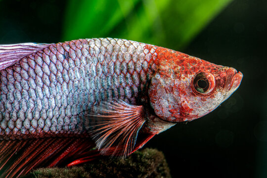 Bojownik 画像 - 参照 540 Stock 写真、ベクターおよびビデオ | Adobe Stock