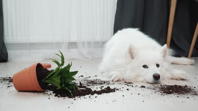 Guilty Dog Images – Browse 5,941 Stock Photos, Vectors, and Video ...
