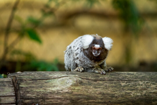 Mico 이미지 – 찾아보기 1,969 스톡 사진, 벡터 및 비디오 | Adobe Stock