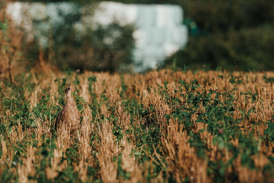 Gesperre Images – Browse 5 Stock Photos, Vectors, and Video | Adobe Stock