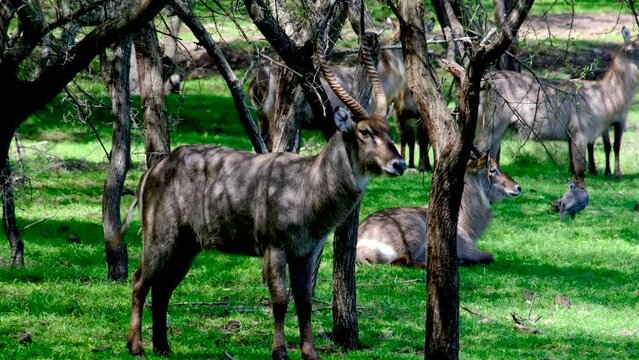 Waterbuck Video Footage – Browse 768 HD Stock Video and Footage | Adobe ...