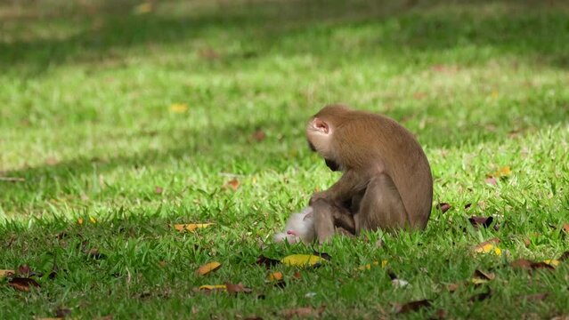รูปภาพLeonina – เลือกดูภาพถ่ายสต็อก เวกเตอร์ และวิดีโอ2,366 | Adobe Stock