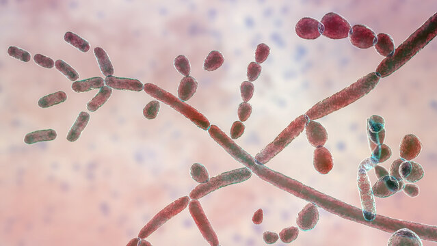 Arthroconidia Images – Browse 37 Stock Photos, Vectors, and Video ...