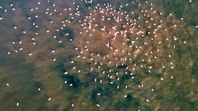 Hypertrophication Images – Browse 2,644 Stock Photos, Vectors, and ...