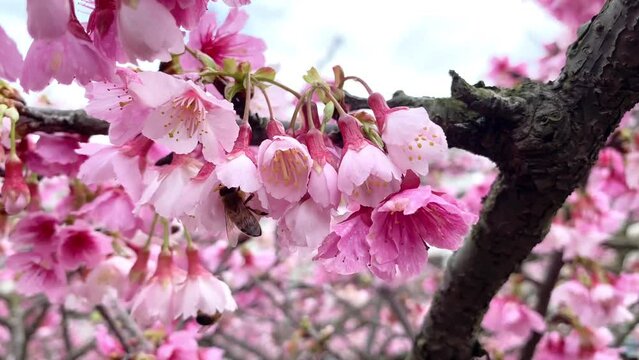 Kanzakura Images – Browse 695 Stock Photos, Vectors, and Video | Adobe ...