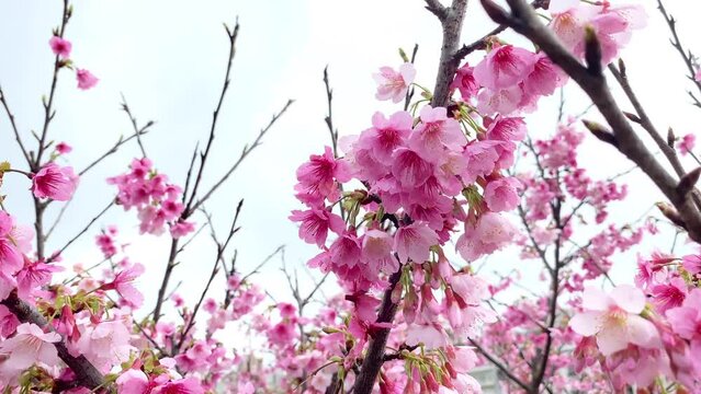 รูปภาพKanzakura – เลือกดูภาพถ่ายสต็อก เวกเตอร์ และวิดีโอ682 | Adobe Stock