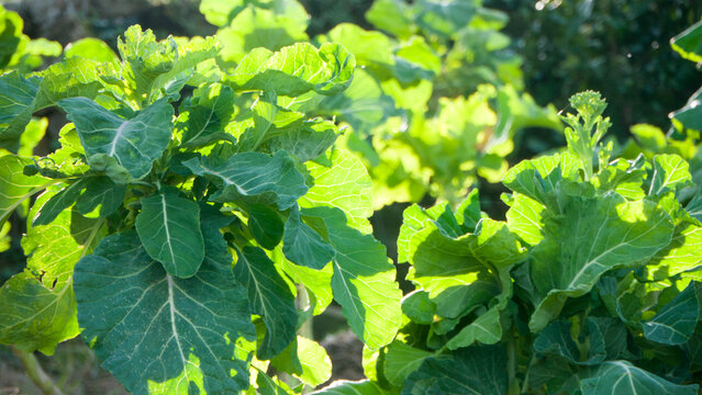 รูปภาพBerzas – เลือกดูภาพถ่ายสต็อก เวกเตอร์ และวิดีโอ83 | Adobe Stock