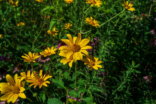 "False Sunflower" Images – Browse 864 Stock Photos, Vectors, and Video ...