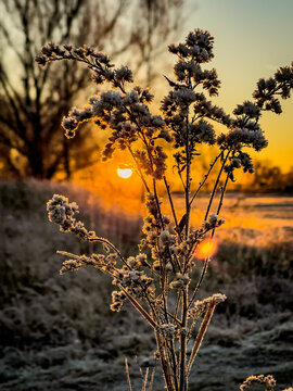 Wasserplanze Bilder – Durchsuchen 151 Archivfotos, Vektorgrafiken und ...