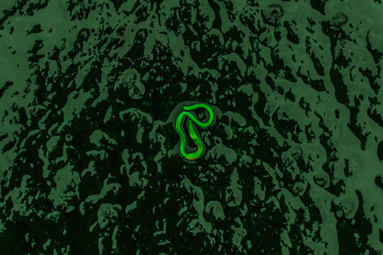 รูปภาพSoft-Bodied – เลือกดูภาพถ่ายสต็อก เวกเตอร์ และวิดีโอ522 | Adobe Stock