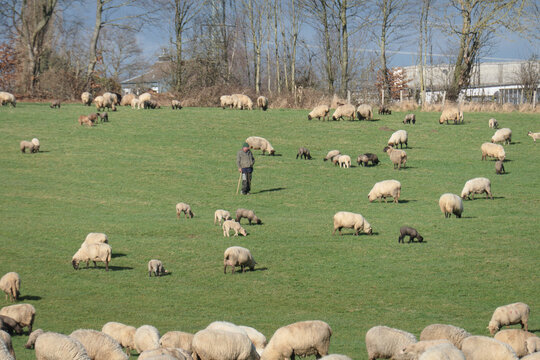Hirtenstock Bilder – Durchsuchen 774 Archivfotos, Vektorgrafiken und ...