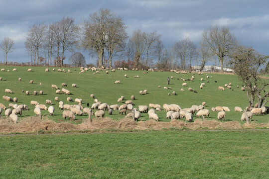 Hirtenstock Bilder – Durchsuchen 774 Archivfotos, Vektorgrafiken und ...