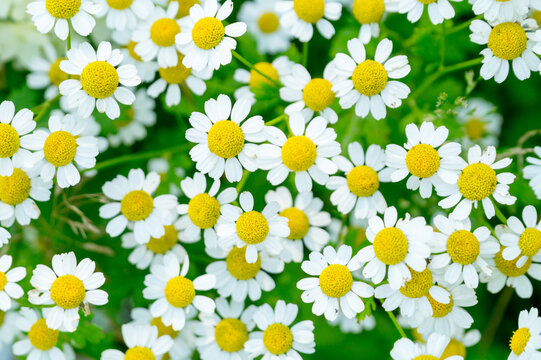 "Pyrethrum Parthenium" Images – Browse 136 Stock Photos, Vectors, and ...