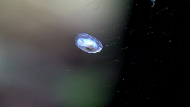 Animalcule Images – Browse 1,235 Stock Photos, Vectors, and Video ...