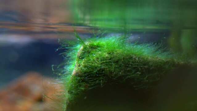 Freshwater Hair Algae