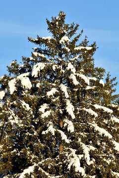 Fichtenbaum Billeder – Gennemse 195 stockfotos, vektorer og videoer ...