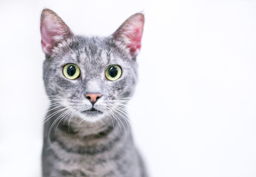 Mydriasis Bilder – Durchsuchen 1,015 Archivfotos, Vektorgrafiken und ...