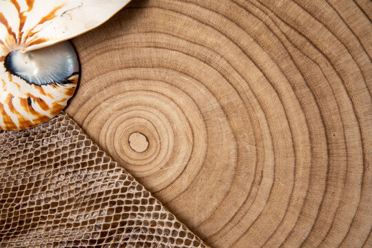 Nacre bilder – Bläddra bland 46,700 stockfoton, vektorer och videor ...