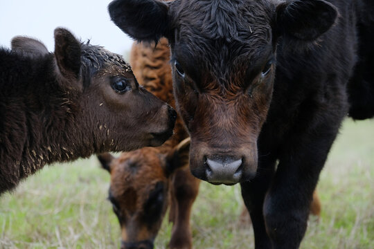 Free Cattle Images – Browse 8,519 Free Stock Photos, Vectors, and Video ...