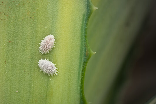 รูปภาพMealybug – เลือกดูภาพถ่ายสต็อก เวกเตอร์ และวิดีโอ2,611 | Adobe Stock